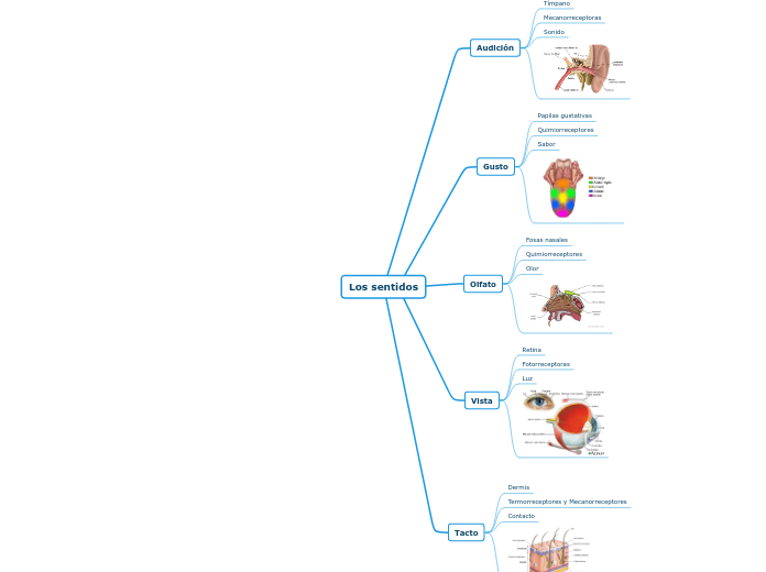 Los sentidos - Mind Map